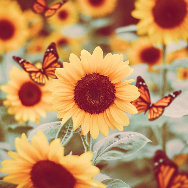 Camp Komorebi - Pxls Wiki